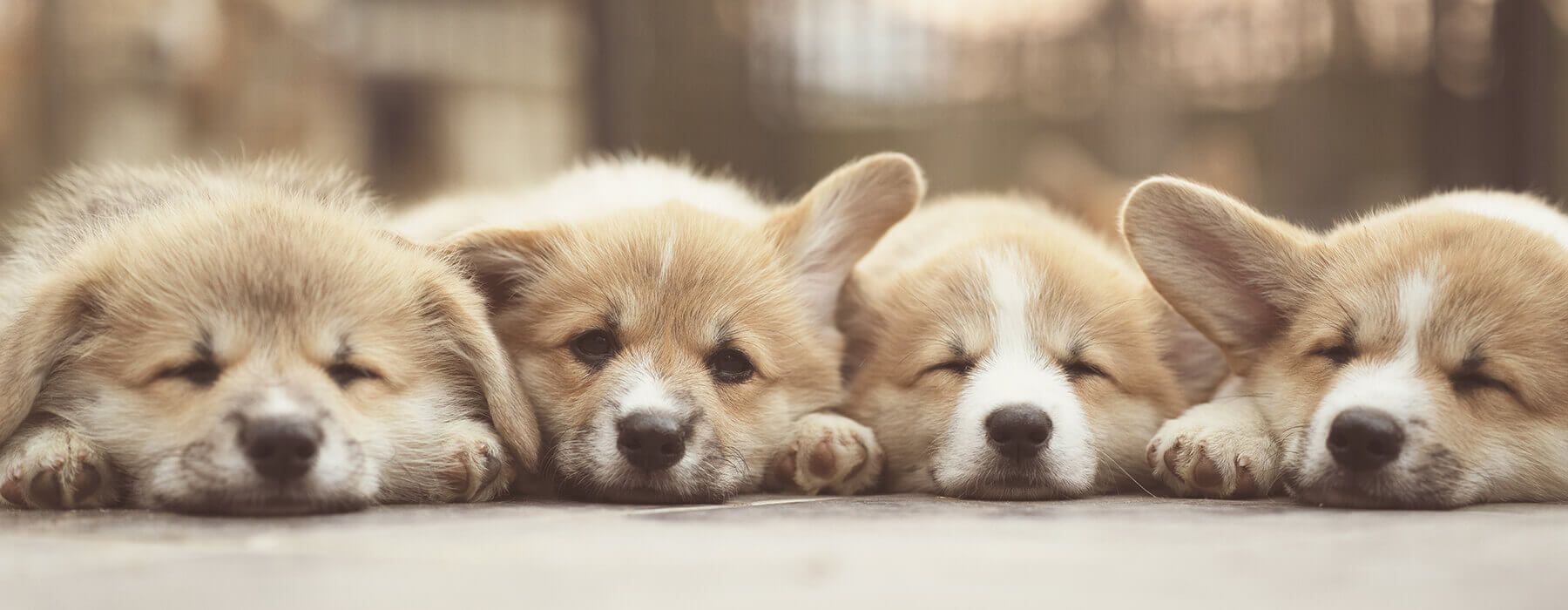 Register .DOG Domains - Blacknight Solutions